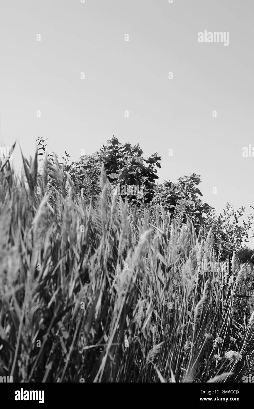 Wild wheatgrass and reeds growing int he sunny summer meadow against a ...