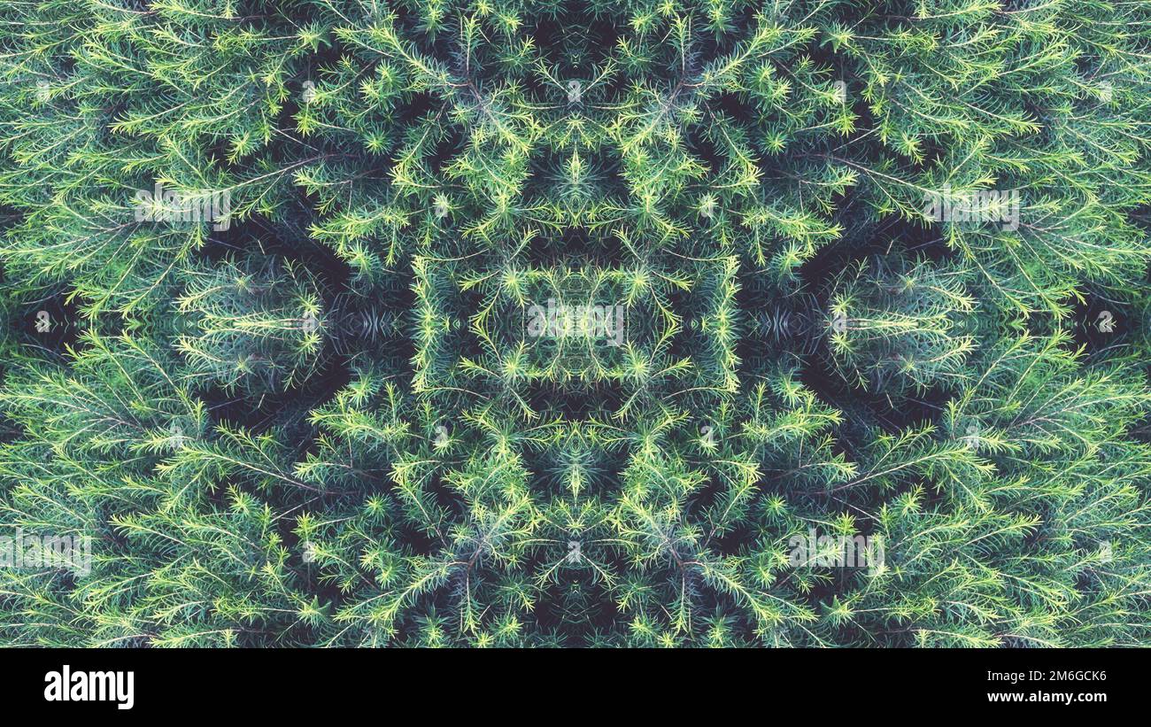 Green fir boughs background Texture. Fir tree. Wallpaper for Christmas ...