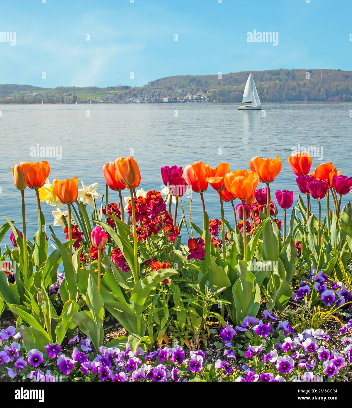 Constance lily hi-res stock photography and images - Alamy