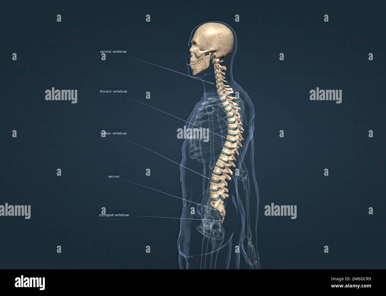 Medical conditions of the spine hi-res stock photography and images - Alamy