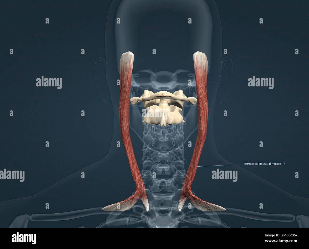 Rotating human skull hi-res stock photography and images - Alamy