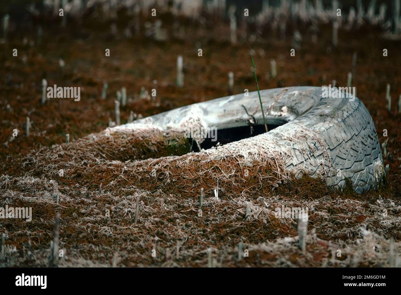 Pollution of natural environment with old tires Stock Photo - Alamy