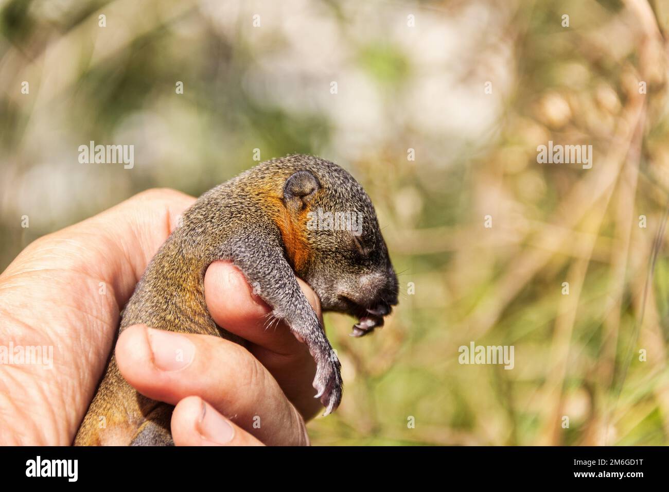 Indian palm squirrel (Funambulus palmarium) pup Stock Photo - Alamy