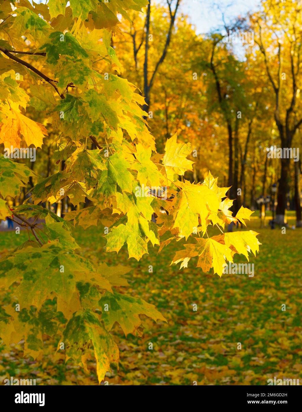 Tree leaves sunset hi-res stock photography and images - Alamy