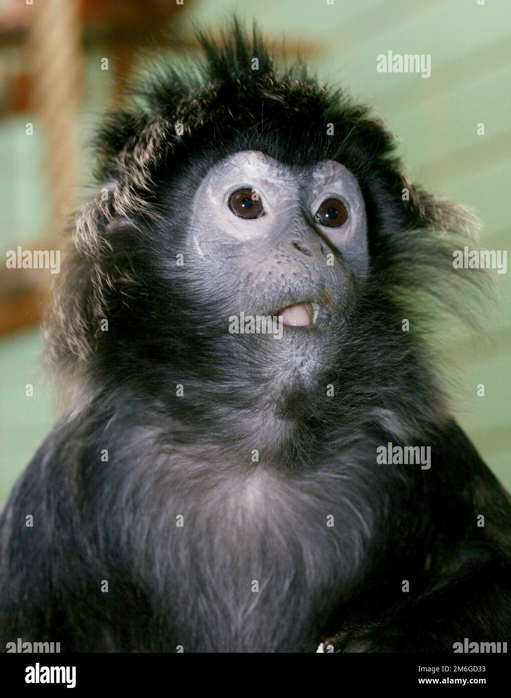 Trachypithecus hi-res stock photography and images - Alamy