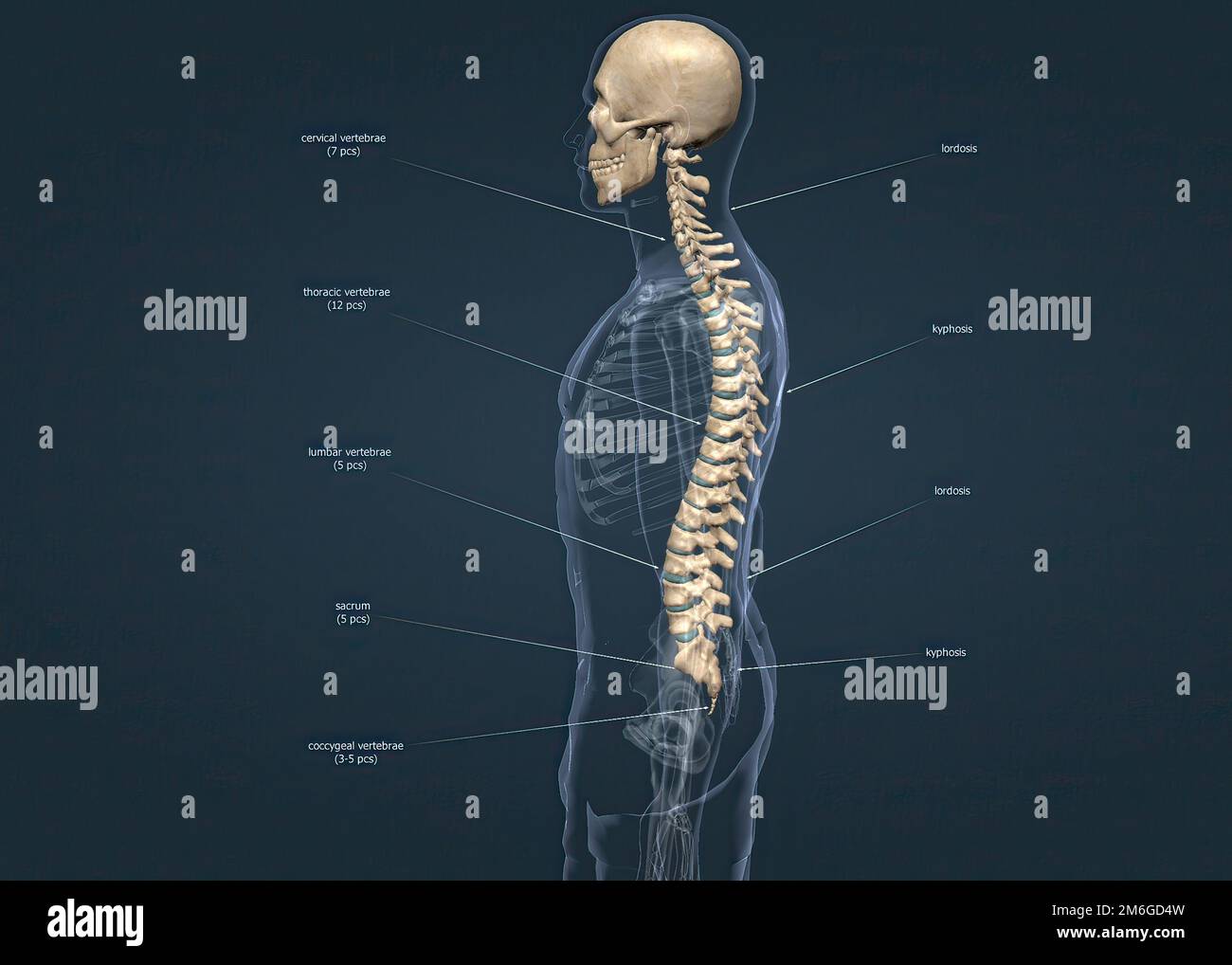 Medical conditions of the spine hi-res stock photography and images - Alamy