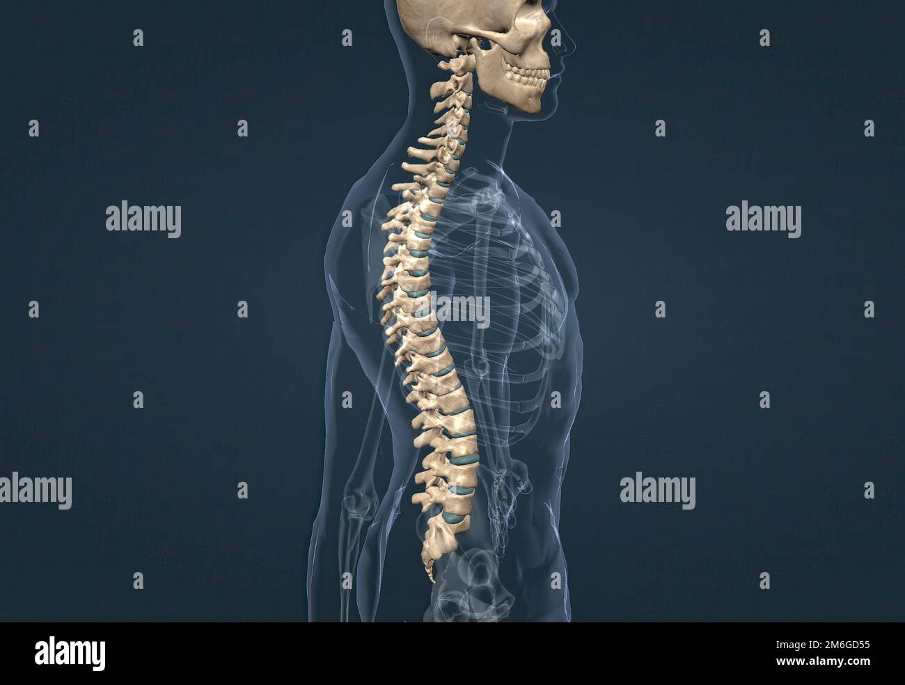 Thoracic curve hi-res stock photography and images - Alamy