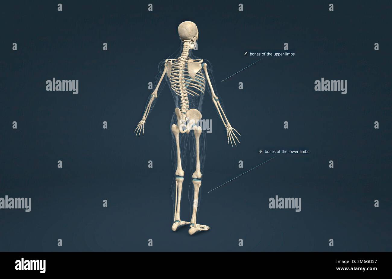 Axis bone skeleton hi-res stock photography and images - Alamy