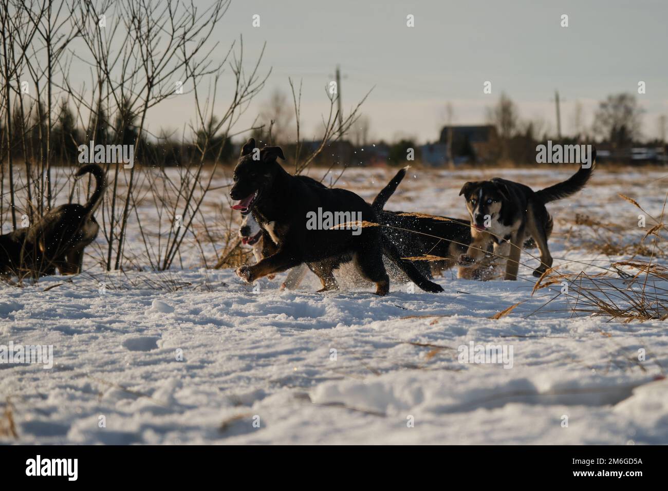 Sled dog kennel outside. Alaskan husky puppies of same litter walk ...