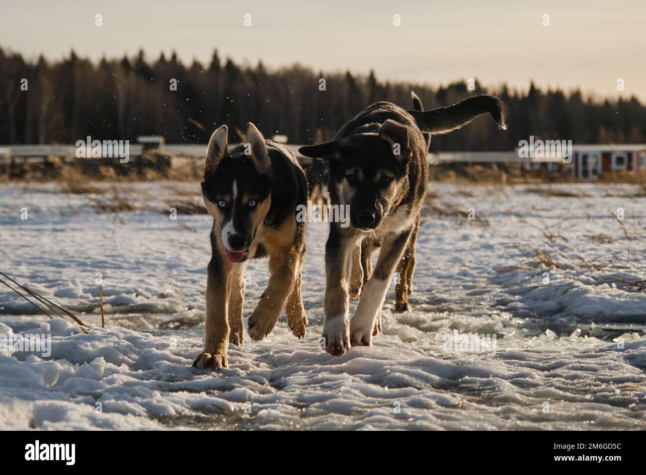Alaskan husky puppies same litter walk through snow in field on frosty ...