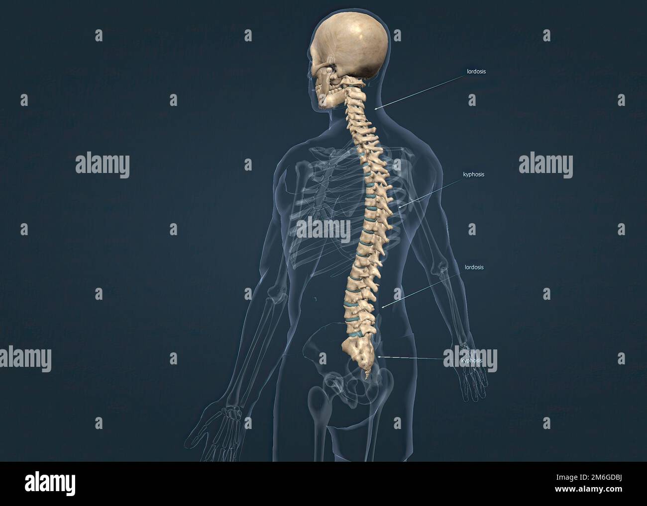 Medical conditions of the spine hi-res stock photography and images - Alamy