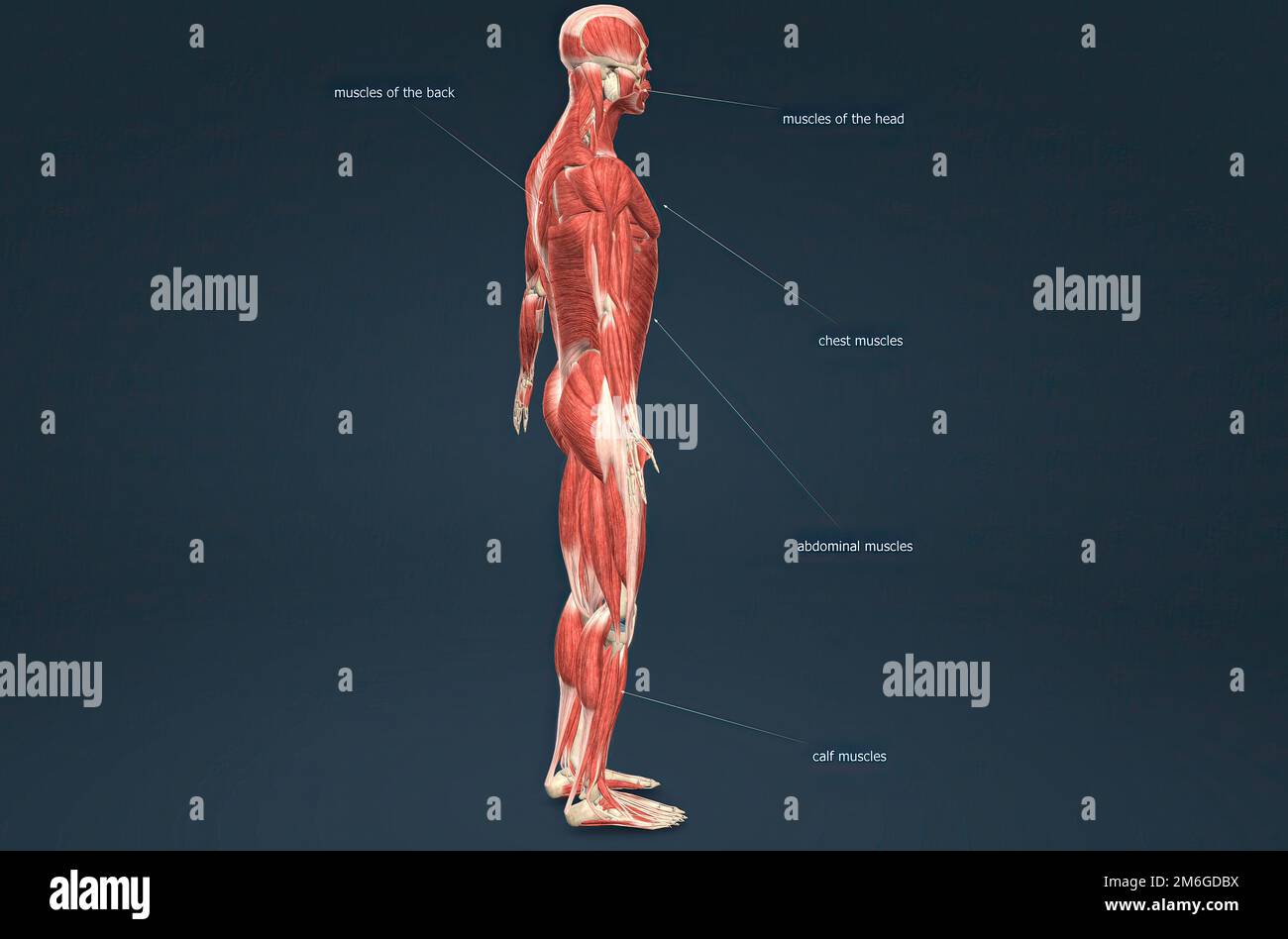 Anatomy illustration of the male abdominal muscles hi-res stock ...