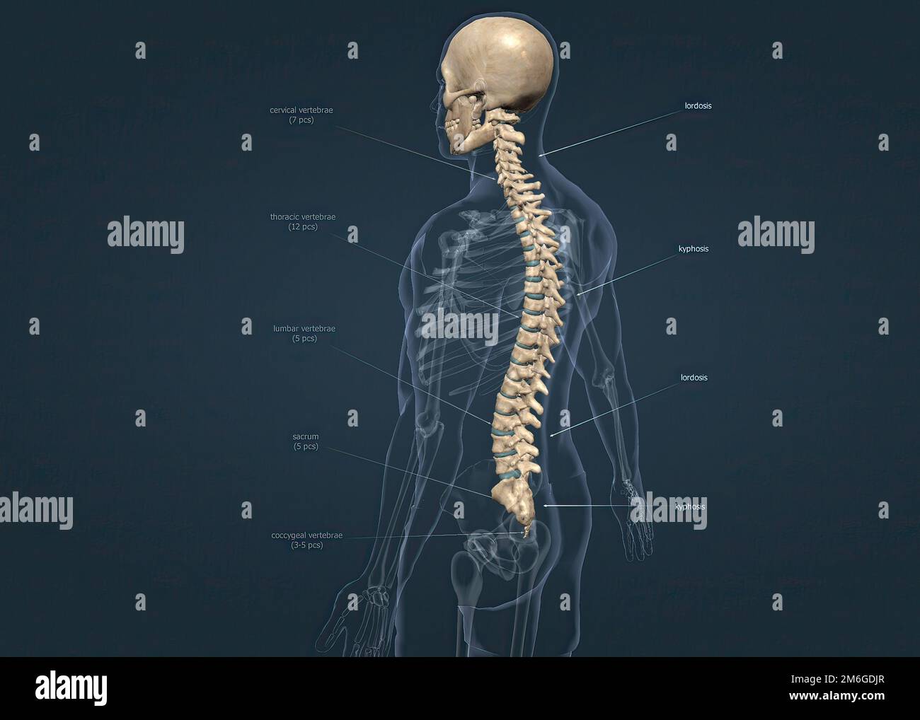 Medical conditions of the spine hi-res stock photography and images - Alamy