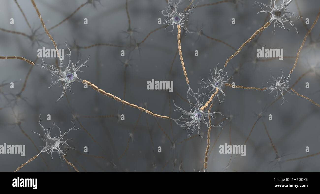 Basic nervous function hi-res stock photography and images - Alamy