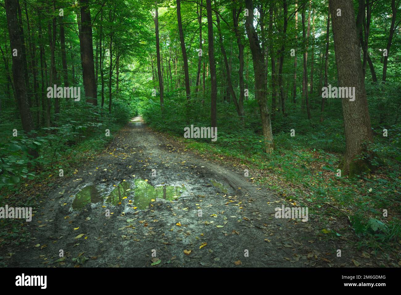 Muddy water in puddle on hi-res stock photography and images - Alamy