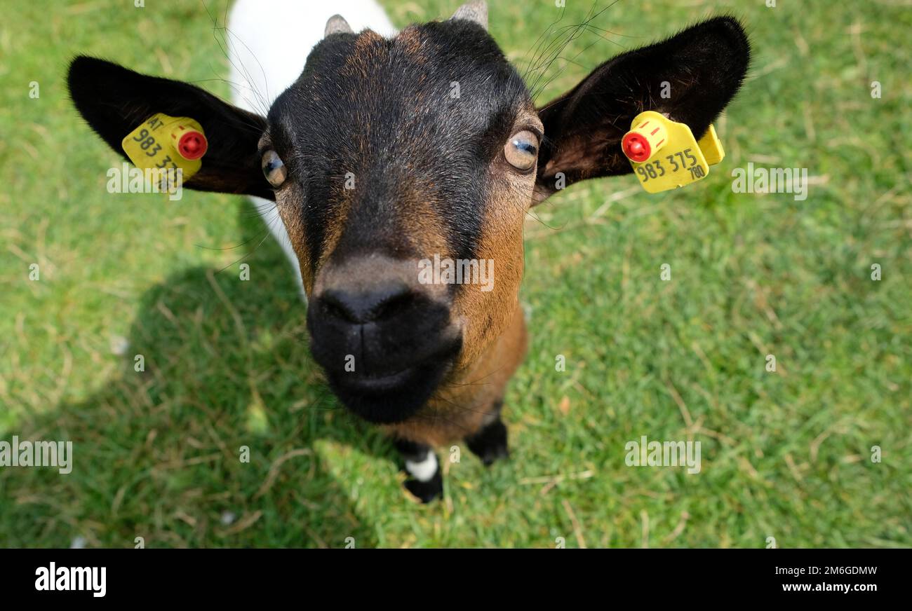 Goat looking in camera hi-res stock photography and images - Alamy