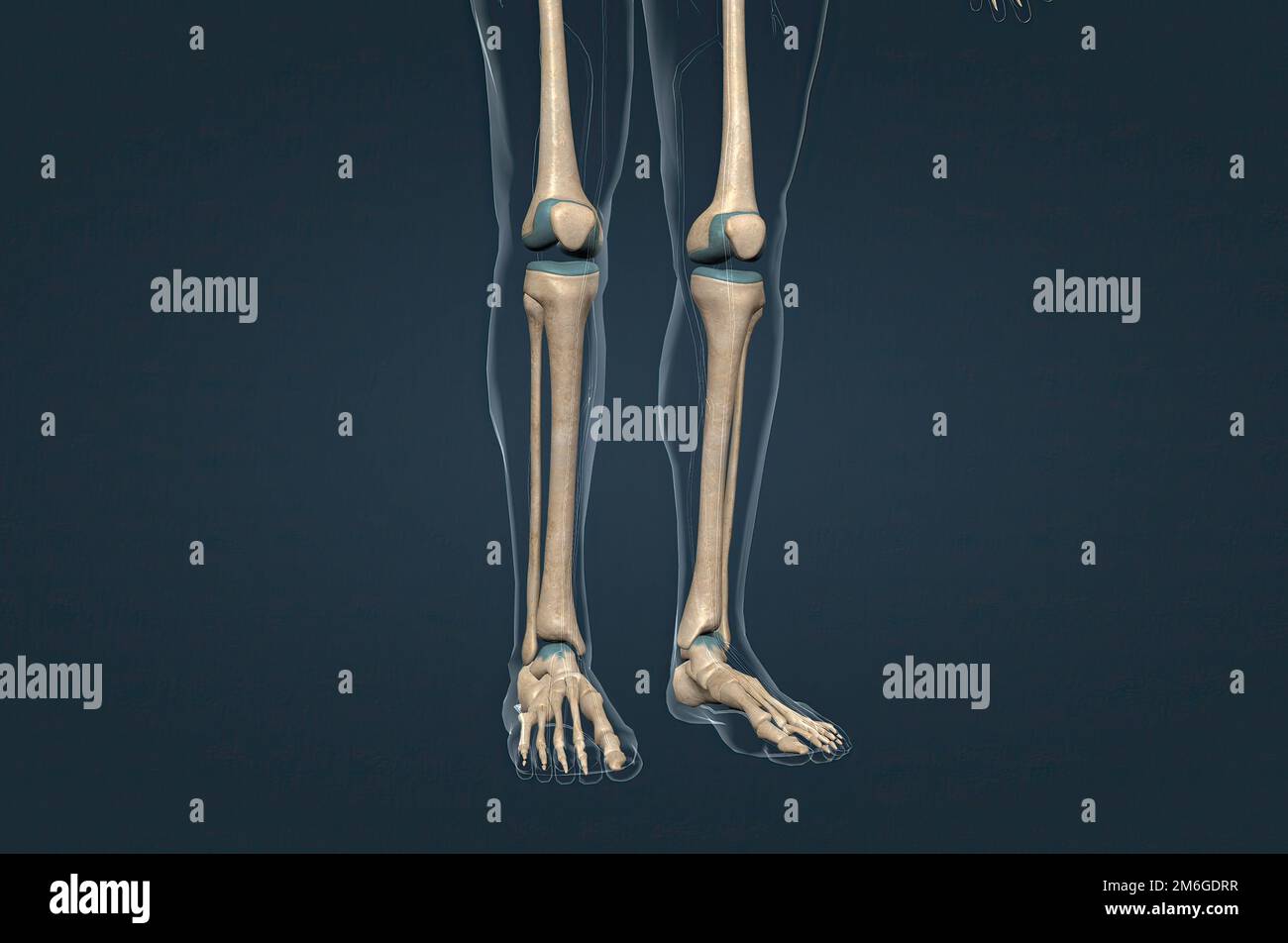 Types human bones hi-res stock photography and images - Alamy