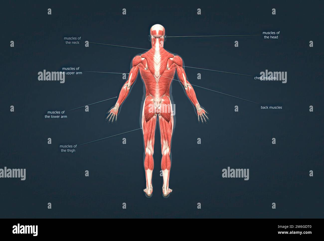Synergist muscle hi-res stock photography and images - Alamy
