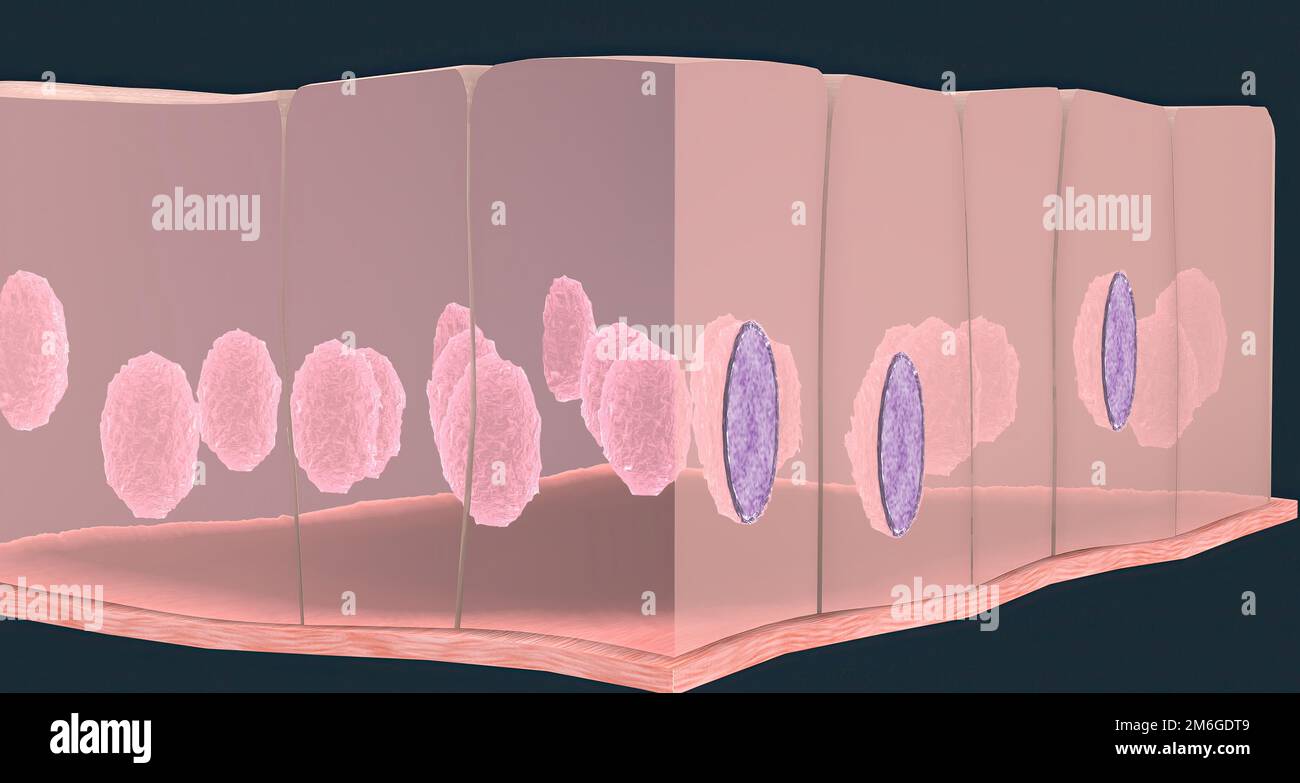 Simple columnar epithelial cell hi-res stock photography and images - Alamy