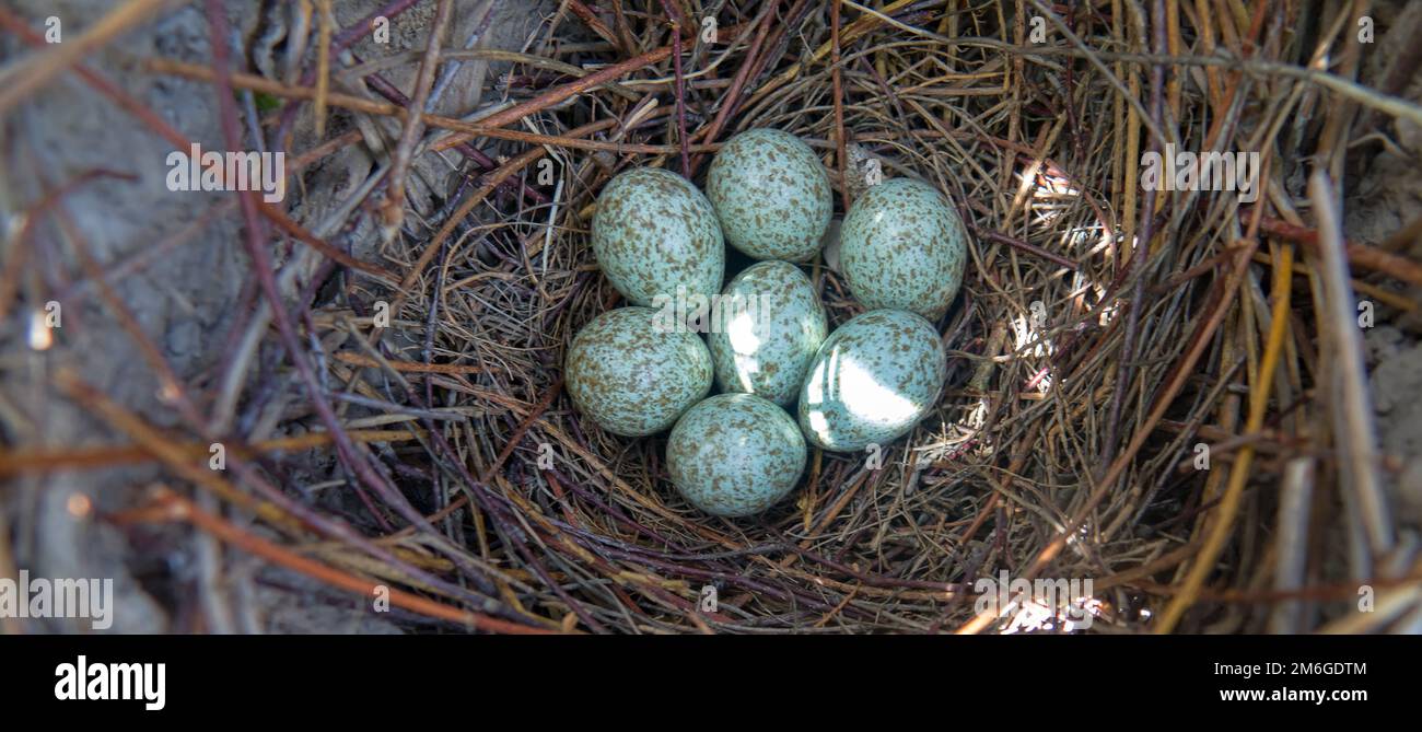 Magpie's nest with clutch Stock Photo - Alamy