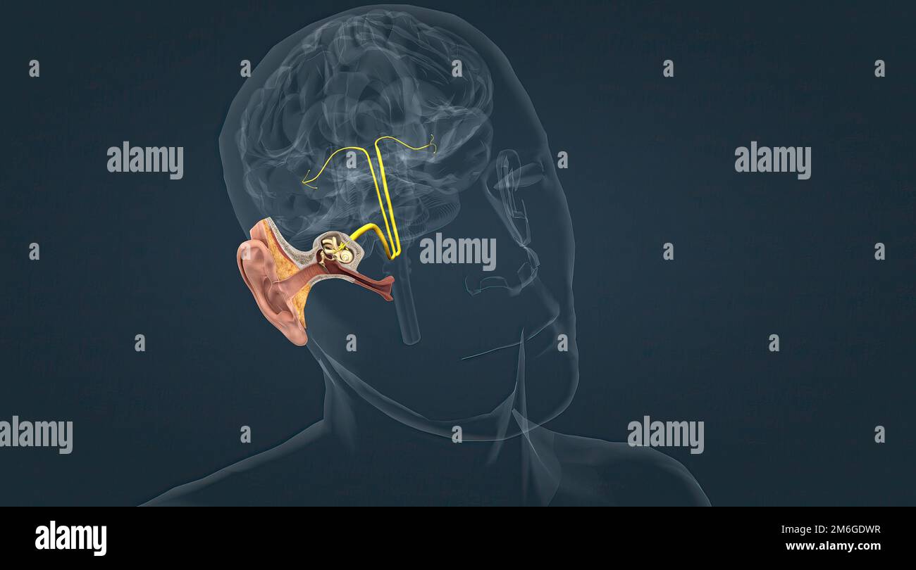 External ear hi-res stock photography and images - Alamy