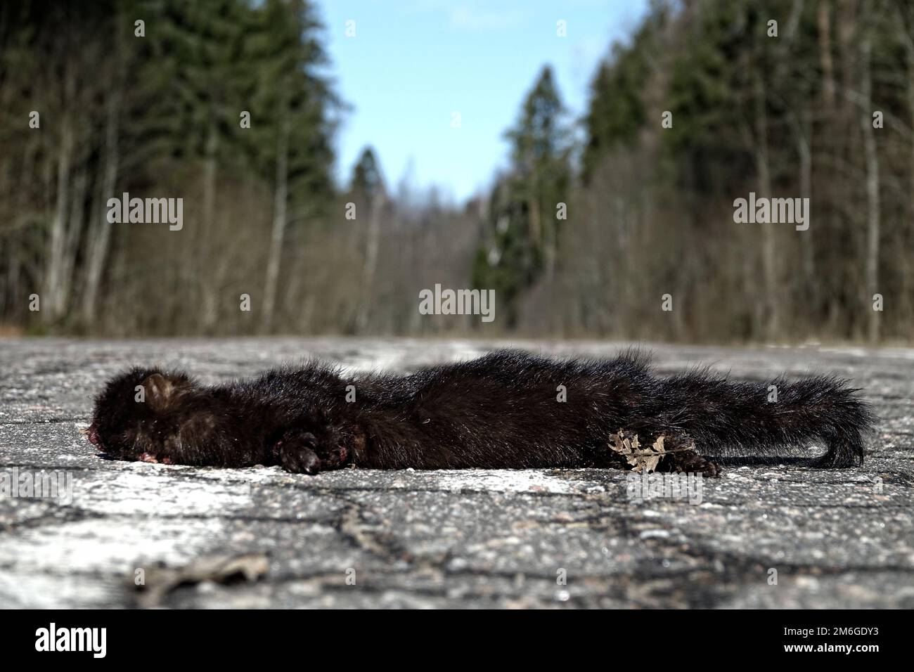American mink hit by car on forest road Stock Photo - Alamy