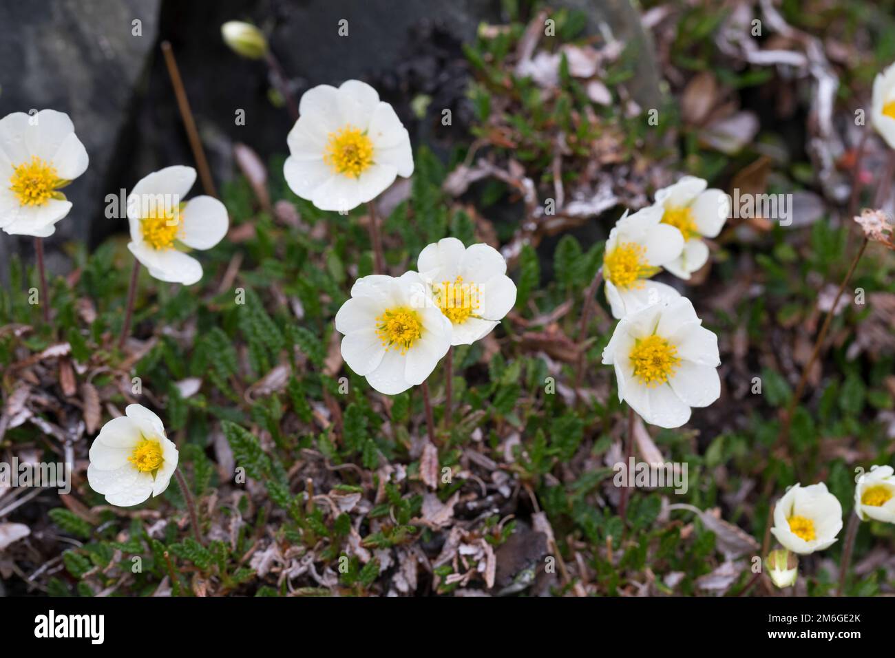 Silberwurz, Weiße Silberwurz, Weisse Silberwurz, Dryas octopetala ...