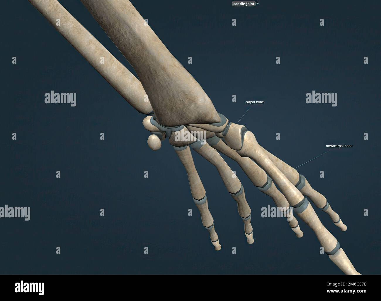 Synovial joint cavity hi-res stock photography and images - Alamy