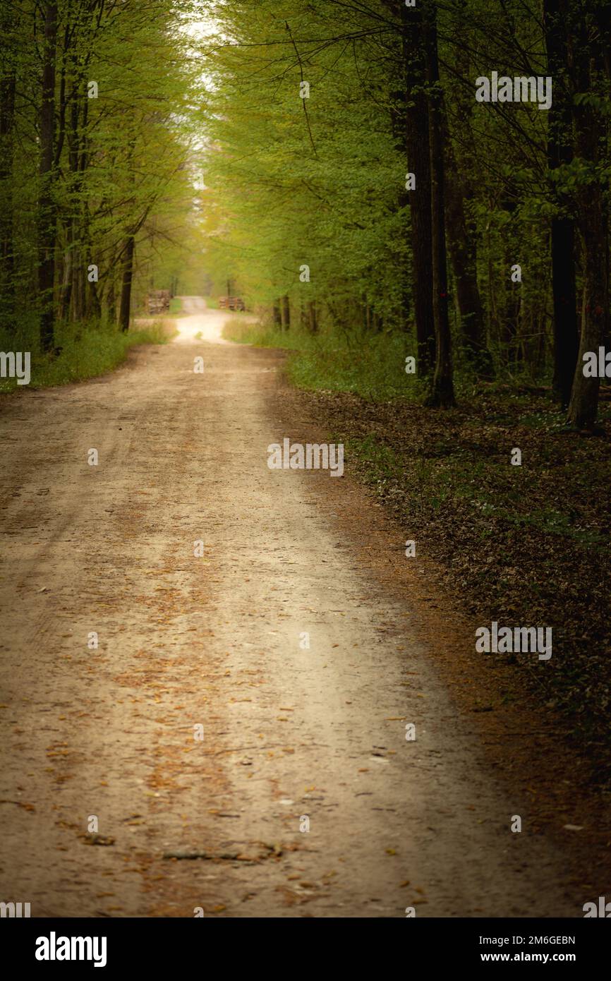 Long straight road through forest hi-res stock photography and images ...