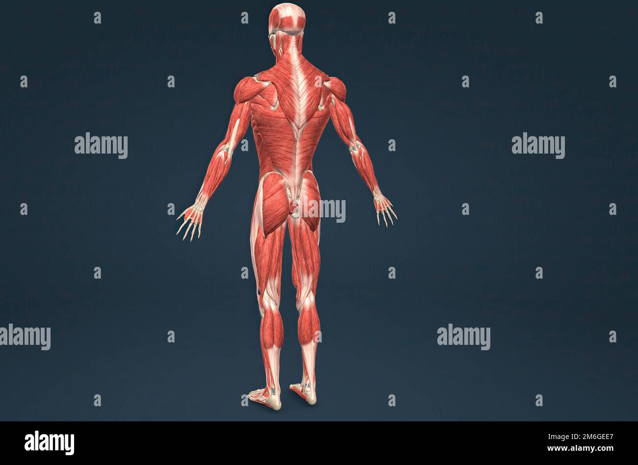 Biceps femoral hi-res stock photography and images - Alamy