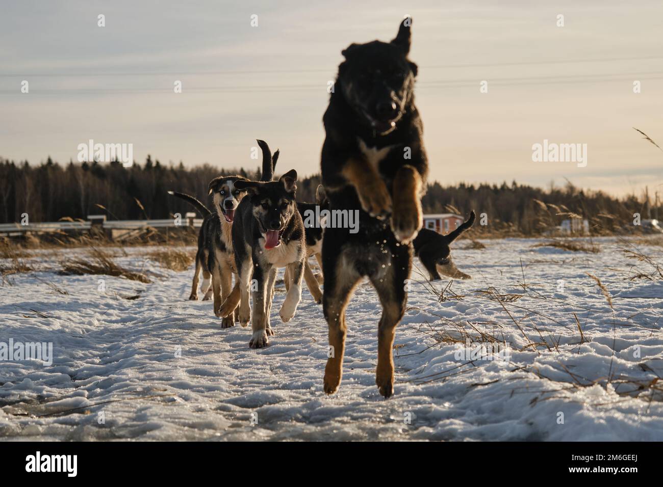 Young dogs have fun and actively spend time in nature. Sled dog kennel ...