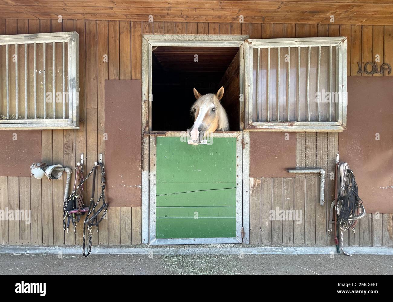 A horse in the stables of a manege Stock Photo - Alamy
