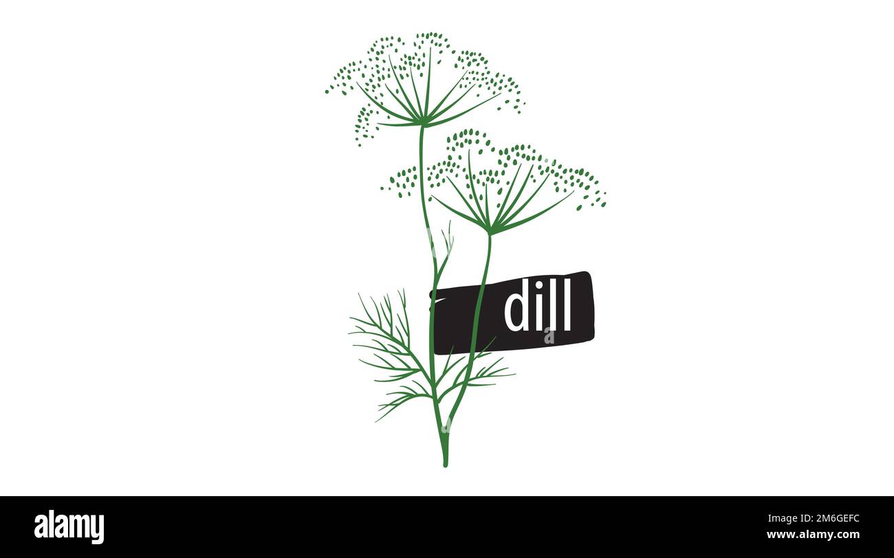 Drawn dill isolated on a white background Stock Vector Image & Art - Alamy
