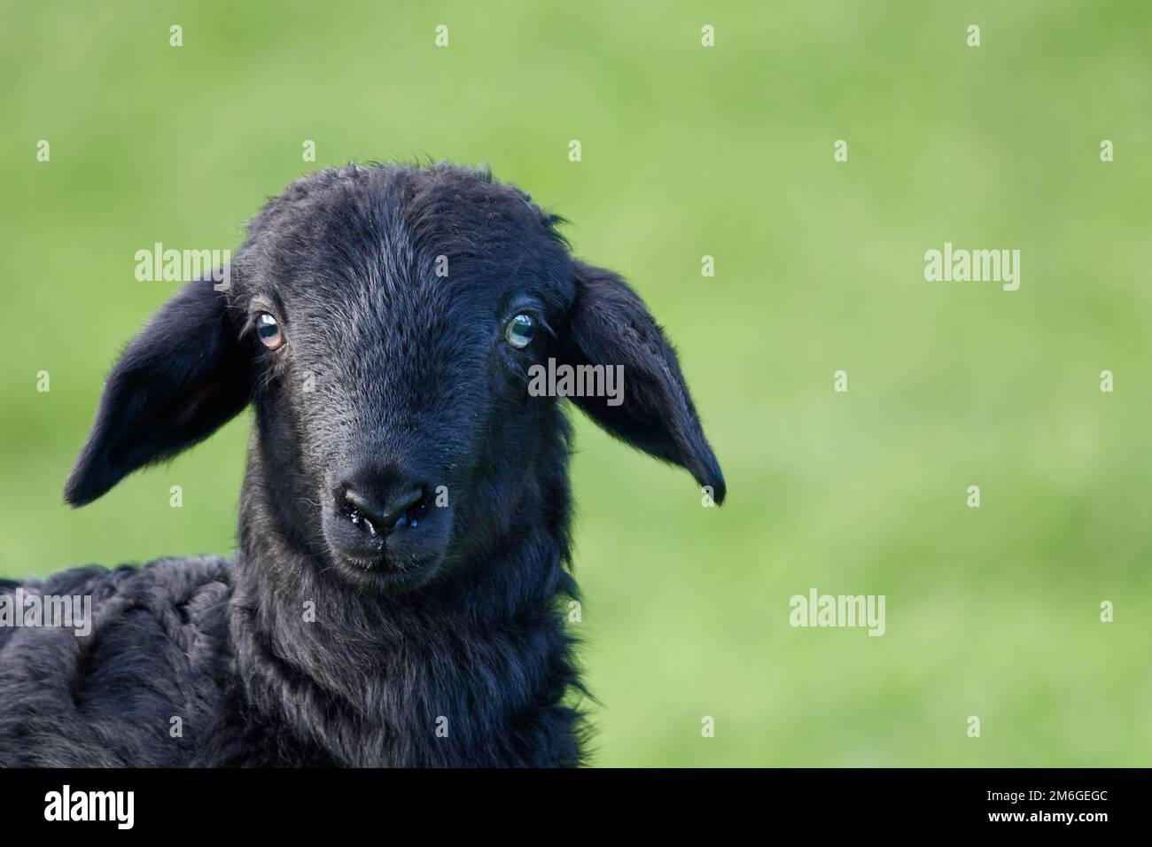 Sheep lamb close hi-res stock photography and images - Alamy