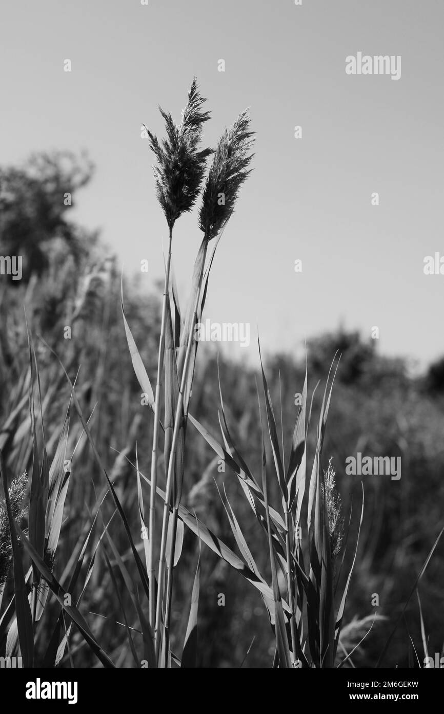 Wild wheatgrass and reeds growing int he sunny summer meadow against a ...