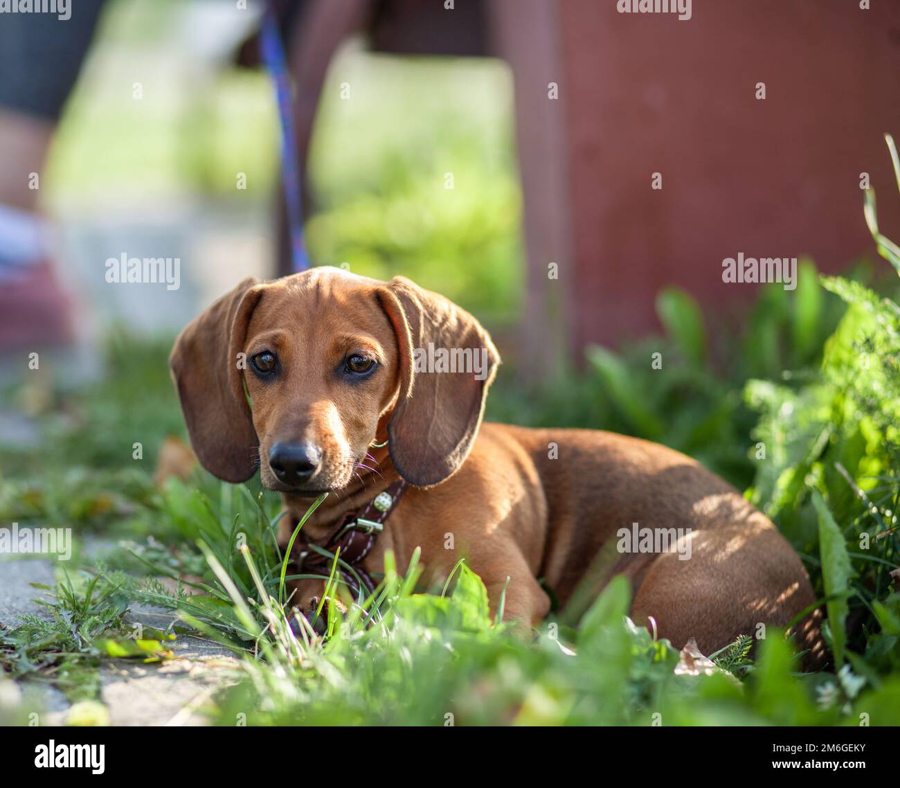 Beautiful brown dachshund dog in the park. The dog is resting Stock ...