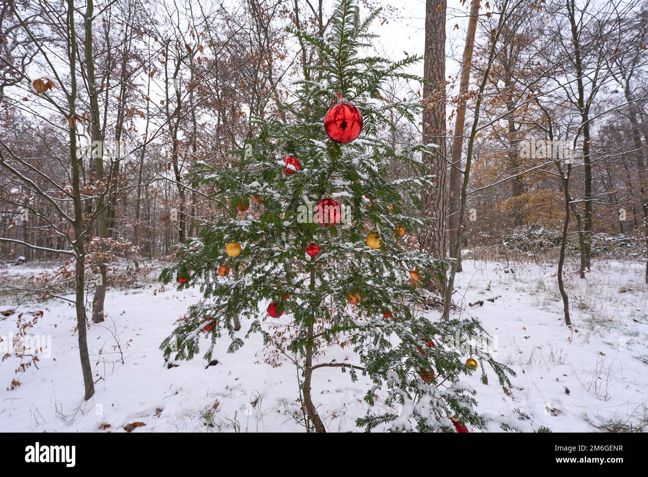 Decorated tree in forest hi-res stock photography and images - Alamy