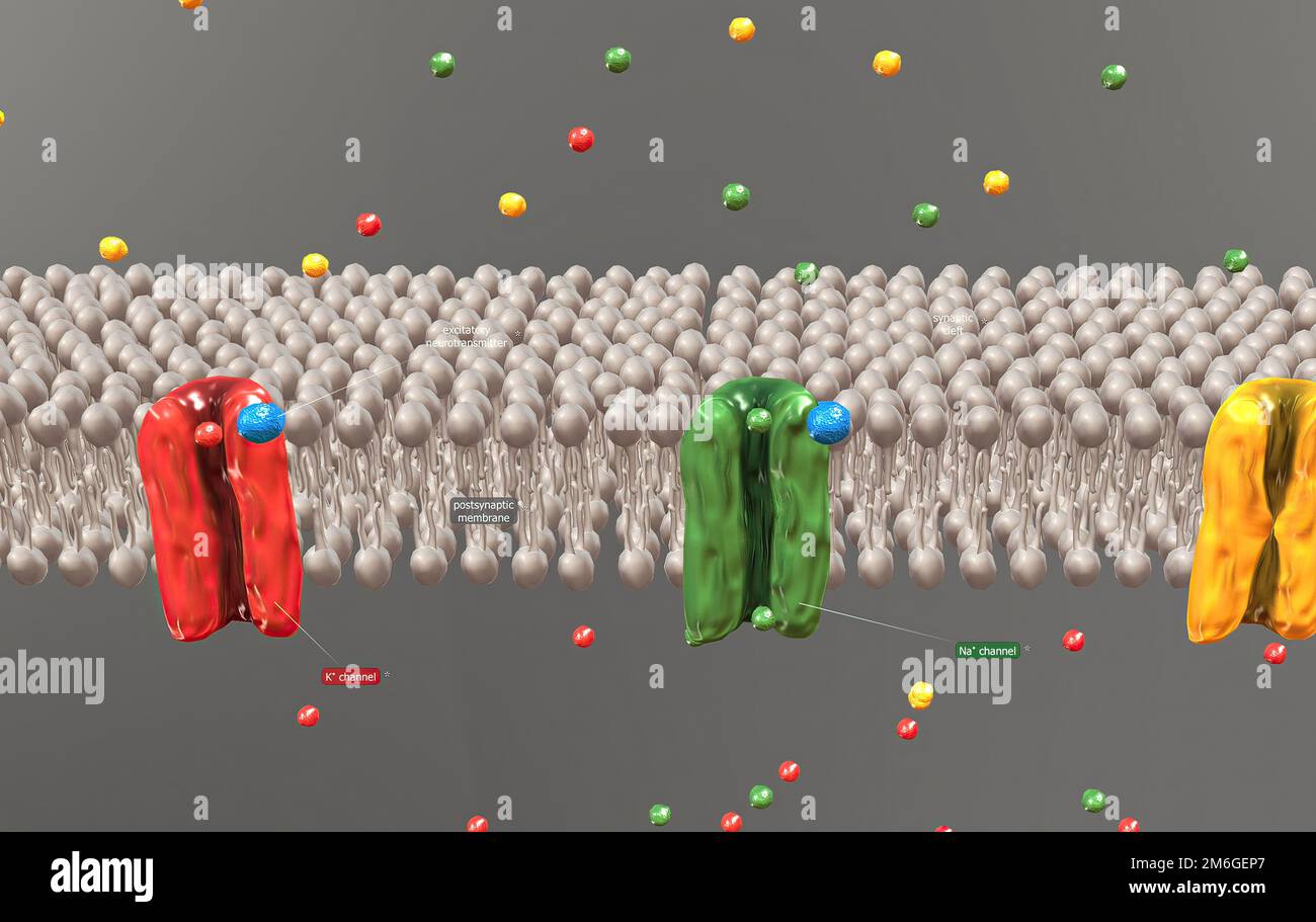 Resting potential axon hi-res stock photography and images - Alamy