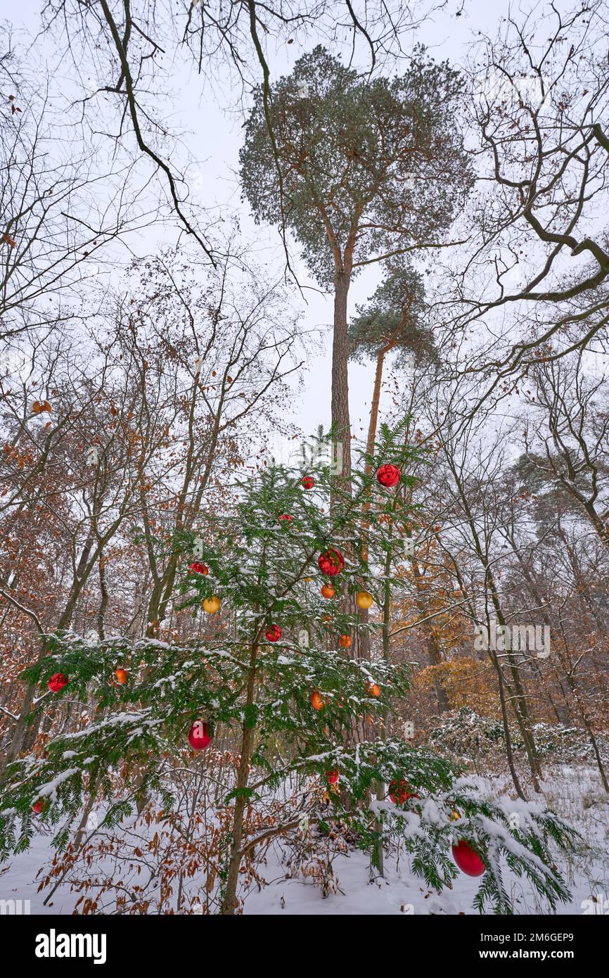 Decorated tree in forest hi-res stock photography and images - Alamy