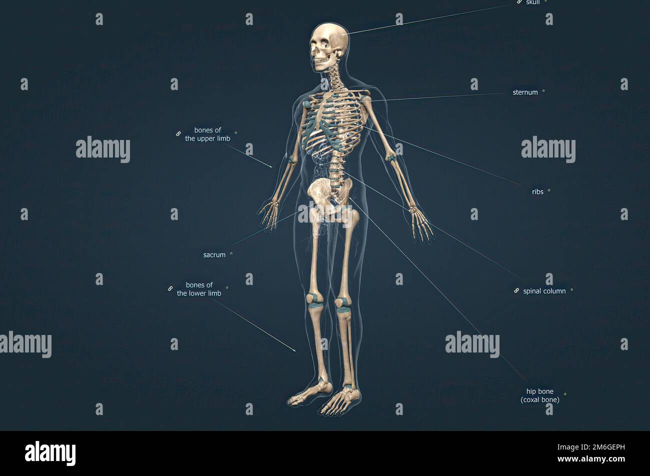 Types human bones hi-res stock photography and images - Alamy