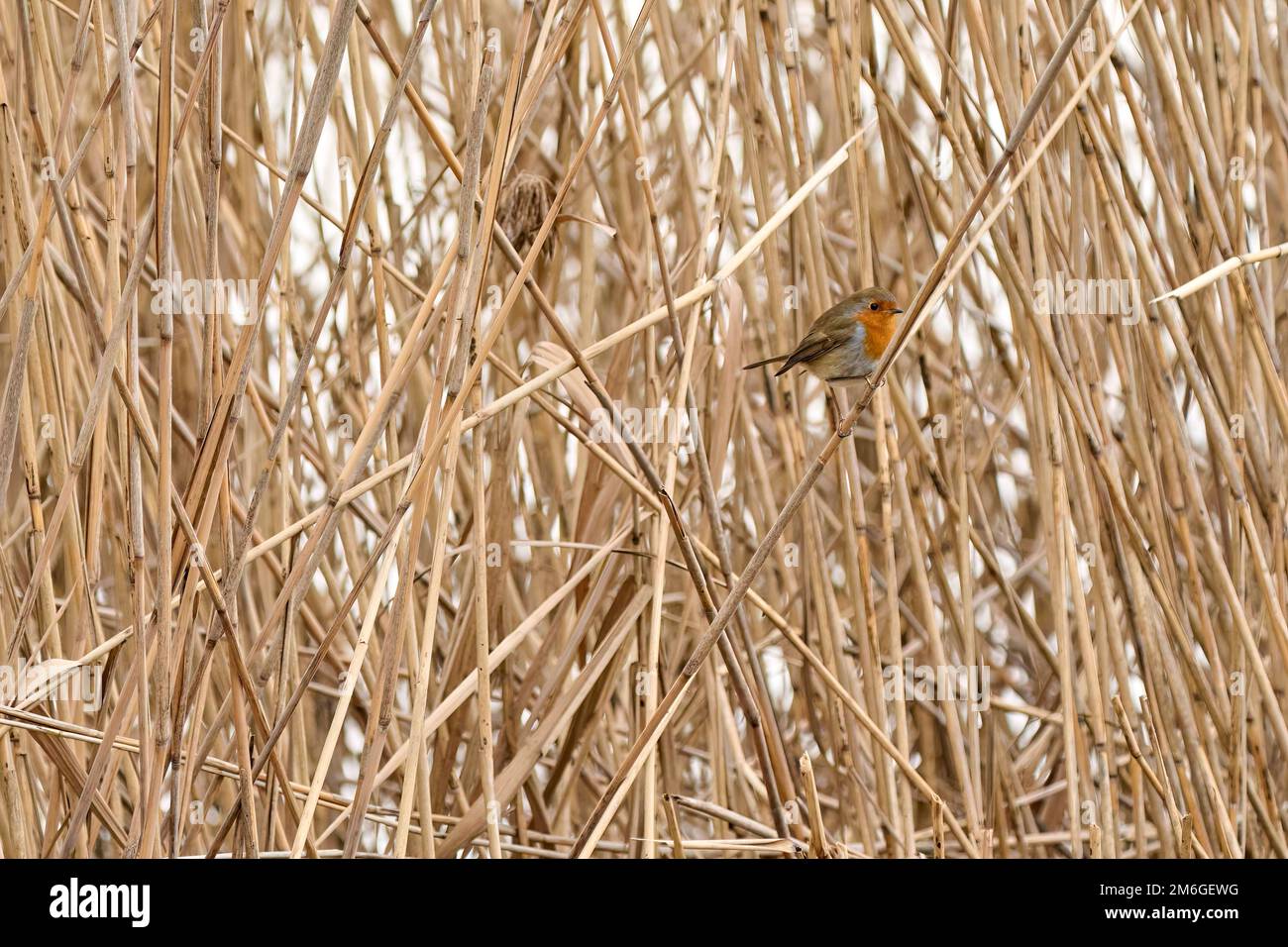 Robin bird,Erithacus rubecula, singing in the reed belt of Rhine Delta ...