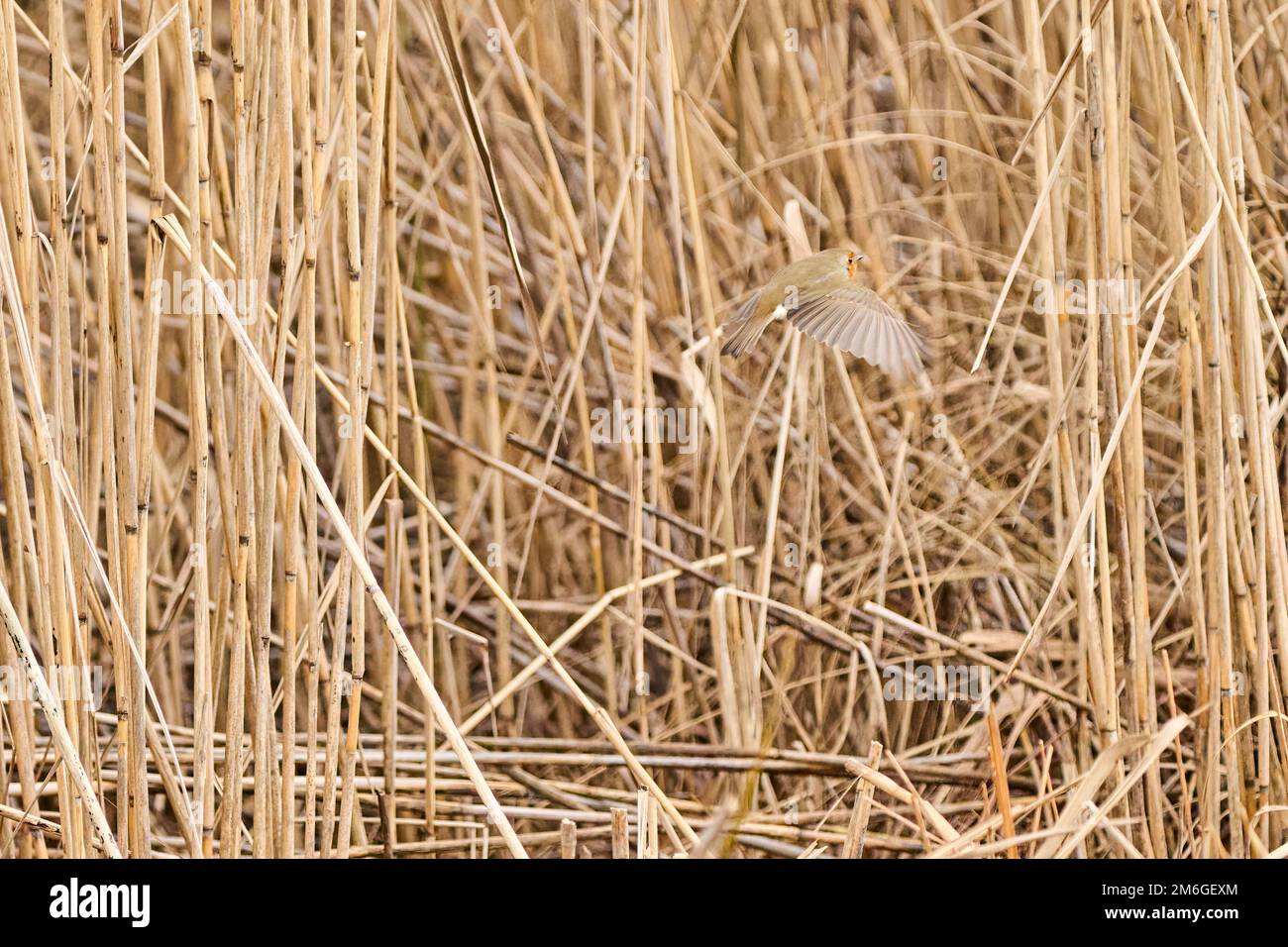 Robin bird,Erithacus rubecula, singing in the reed belt of Rhine Delta ...