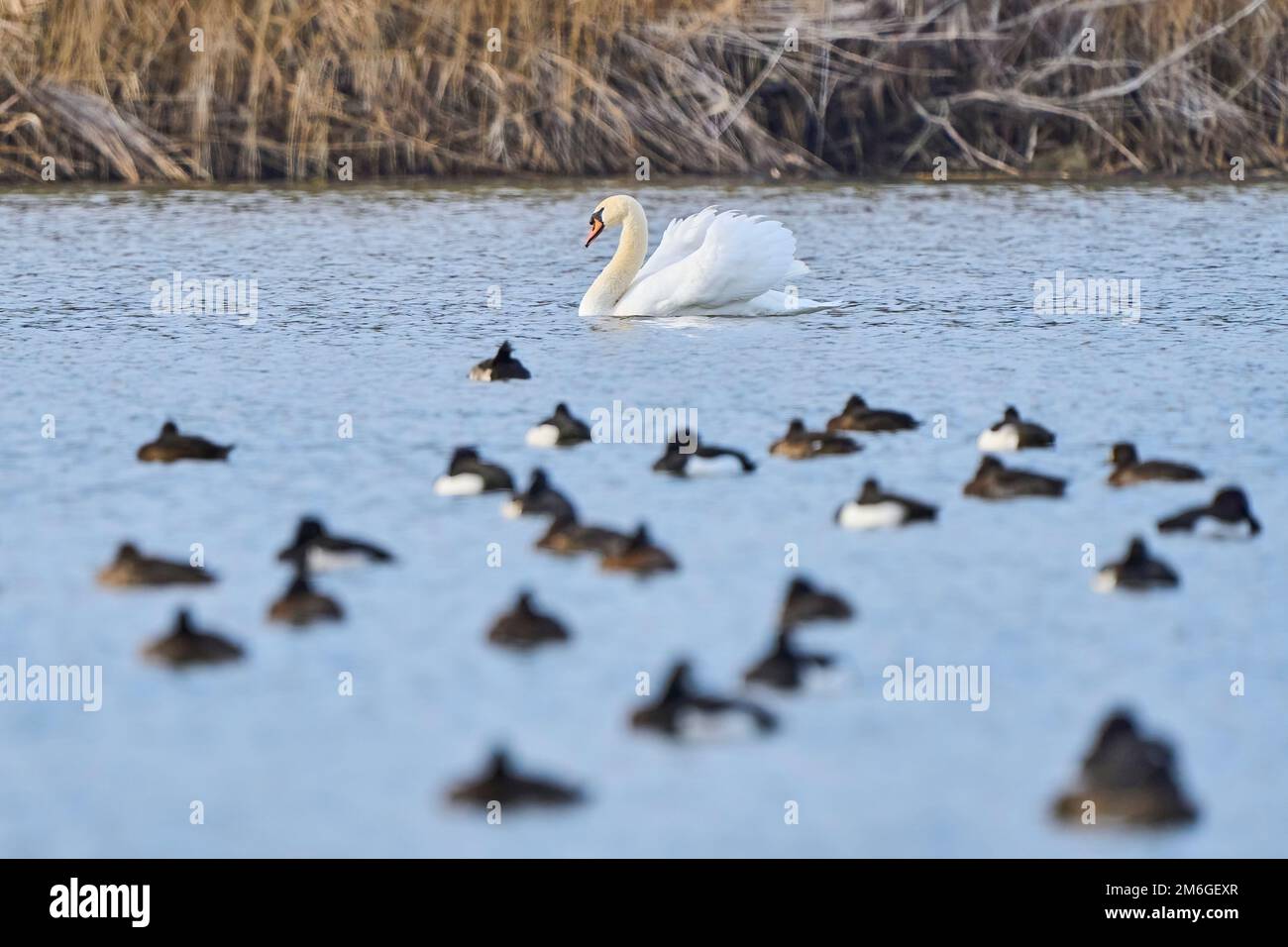 white swan,Cygnus, in the wetlands of Rhine Delta at Lake of Constance ...