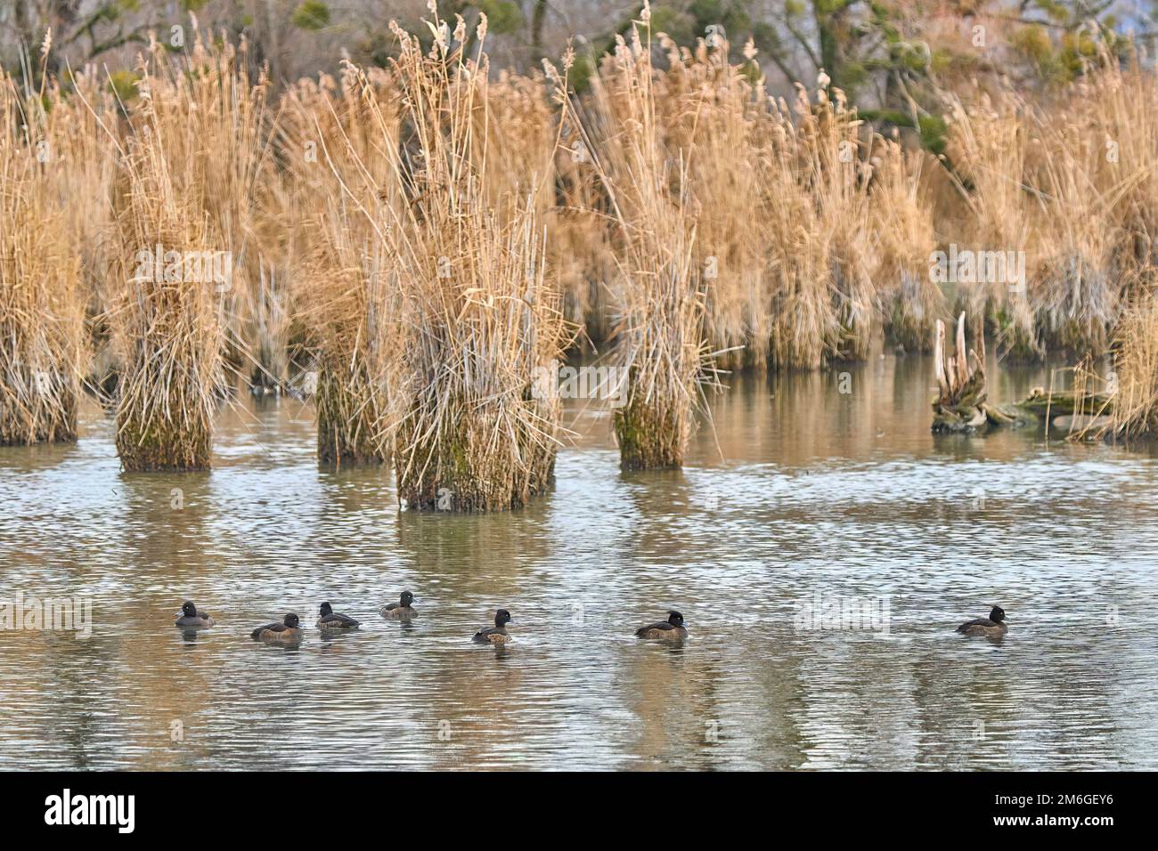 family of tufted ducks, Aythya fuligula, in the reed Wetlands of Rhine ...