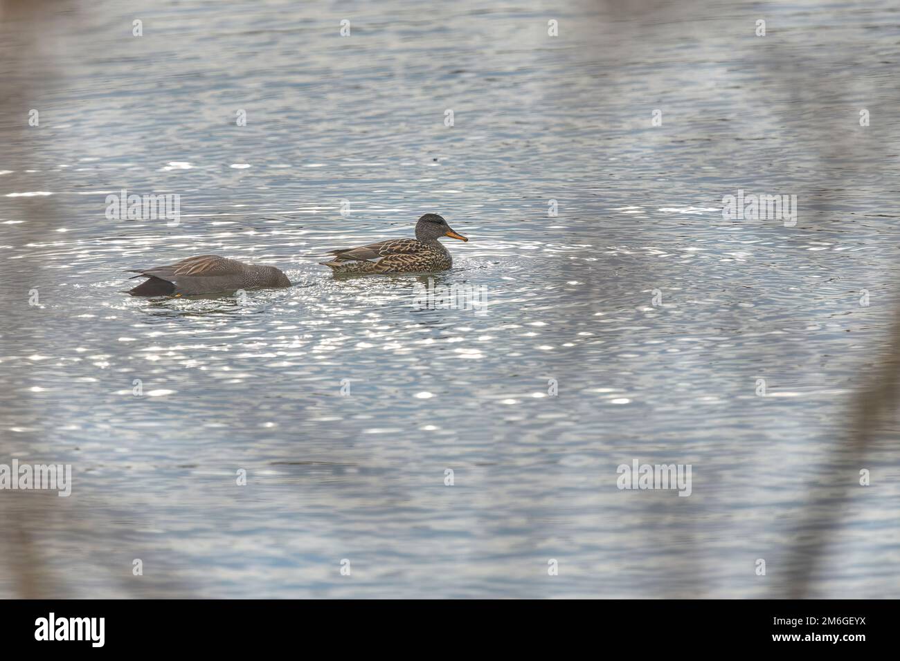 couple of mallard ducks in the wetlands of Rhine Delta at Lake of ...