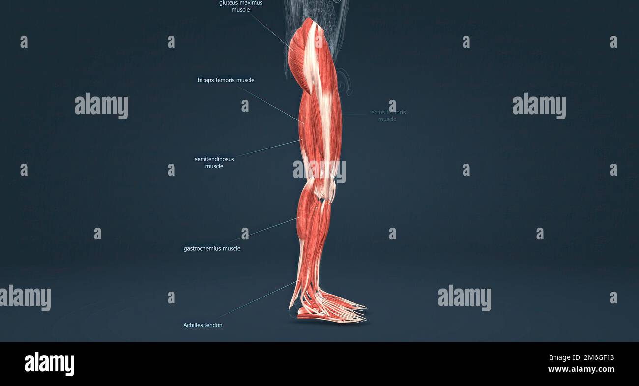 Human lower arm muscles hi-res stock photography and images - Alamy