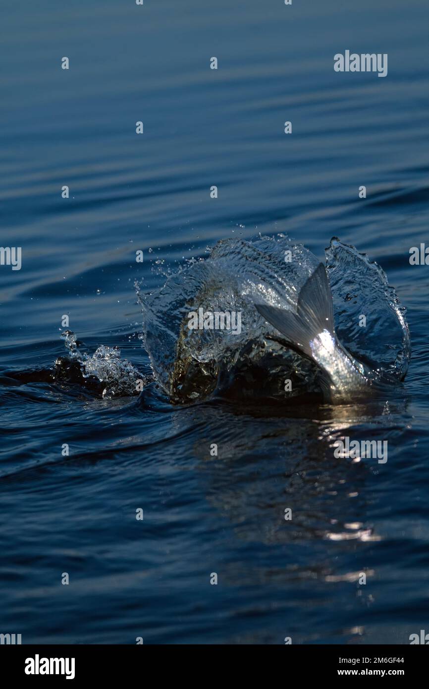 Sabrefish hi-res stock photography and images - Alamy