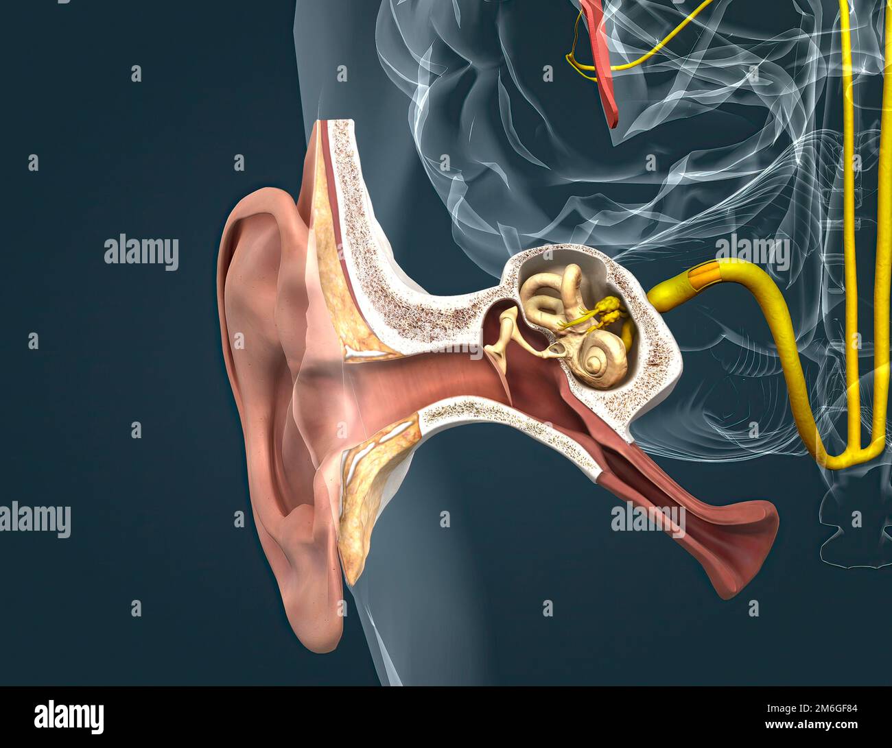 Auditory system hi-res stock photography and images - Alamy