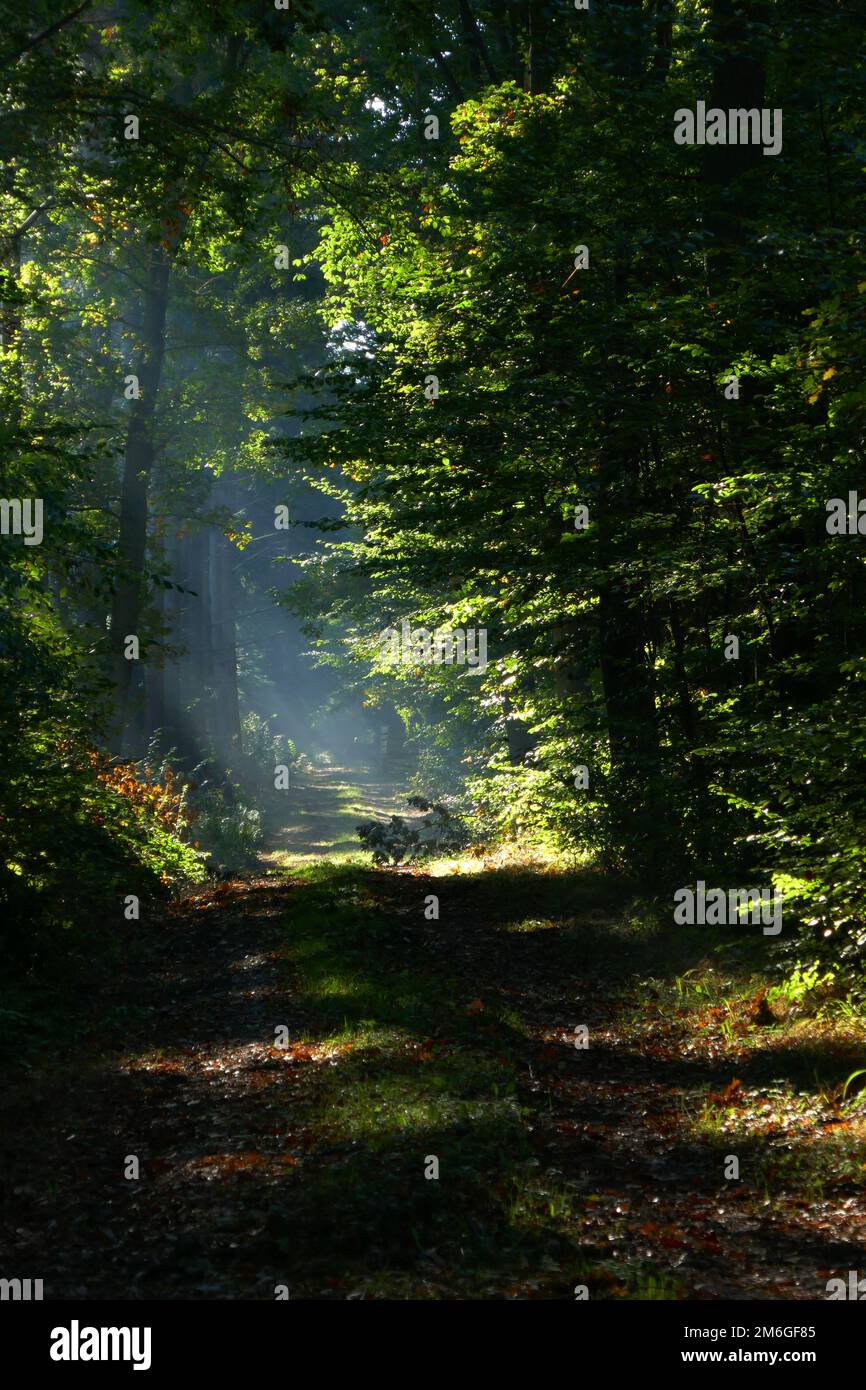 Healthy mixed deciduous forest hi-res stock photography and images - Alamy