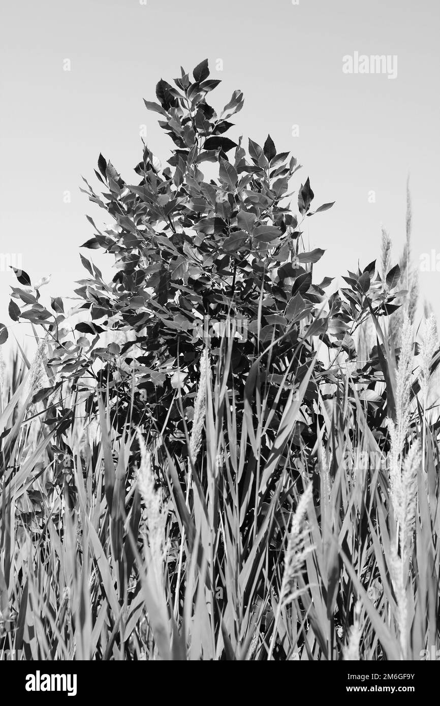 Typical wheat field Black and White Stock Photos & Images - Alamy